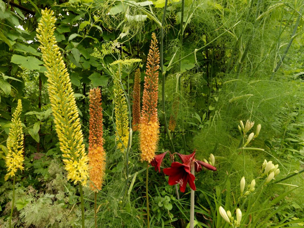 Eremurus: the Ruiter e Shelford hybrids - Flowerbulbs