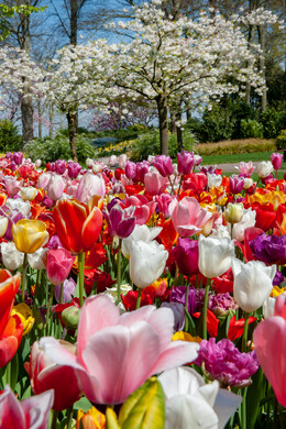 Tulip Magic - Flowerbulbs